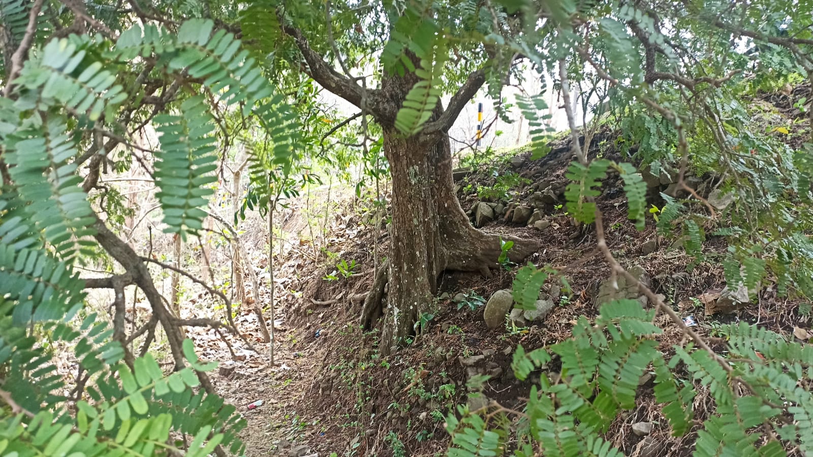 Pohon Asam Jawa: Dari Kuliner dan Jamu Tradisional hingga Sastra Jawa ...