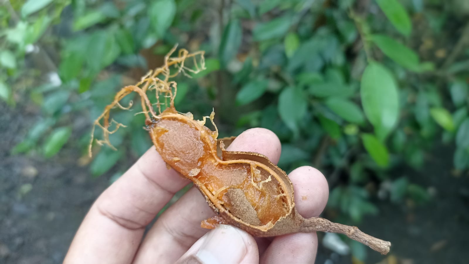 Pohon Asam Jawa: Dari Kuliner dan Jamu Tradisional hingga Sastra Jawa ...