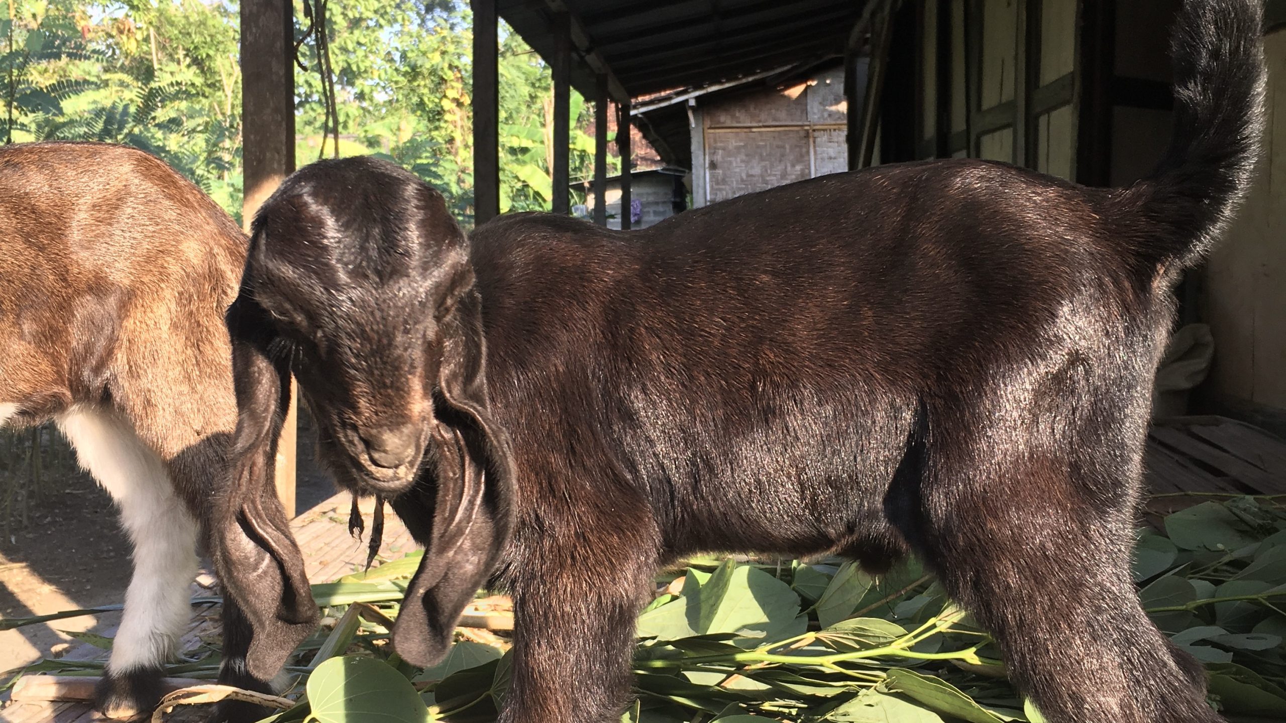 Ketula dan Ketali, Nyawa yang Dirawat dengan Cinta. - geknjo.co